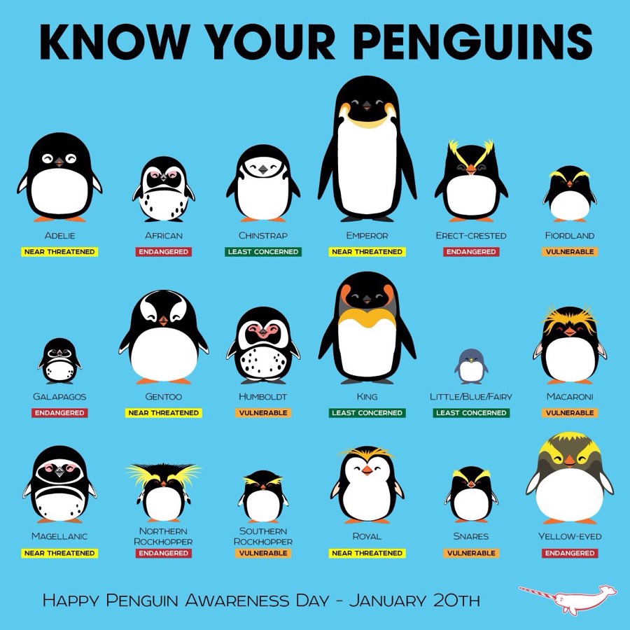 Solve Know Your Penguins jigsaw puzzle online with 81 pieces