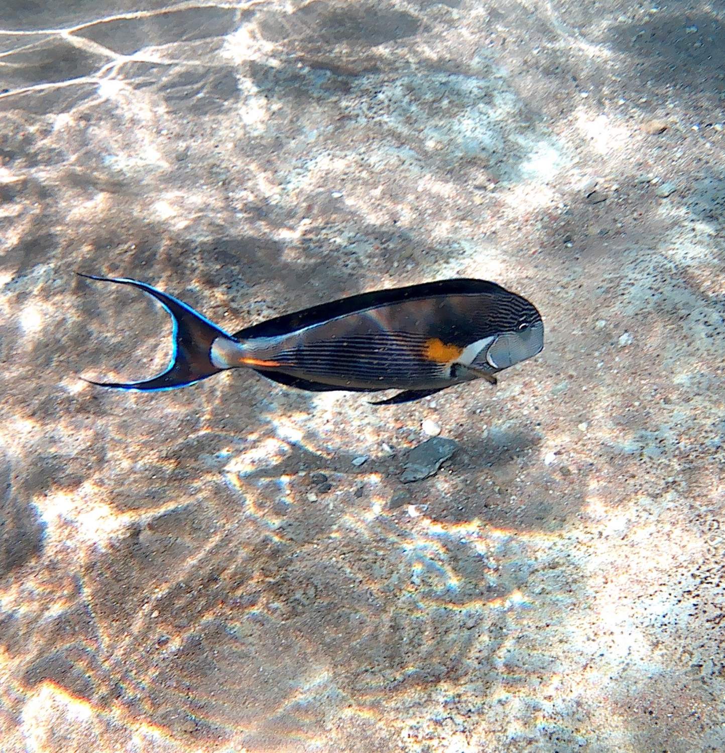 Solve a fish swimming in the sea of Sharm el-Sheikh Egypt jigsaw puzzle ...