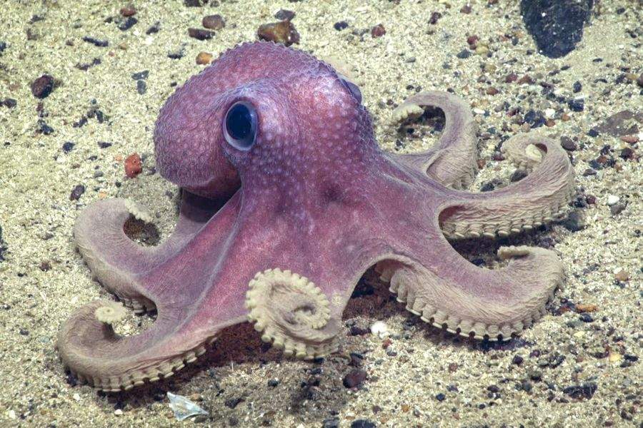 Solve Octopus jigsaw puzzle online with 24 pieces
