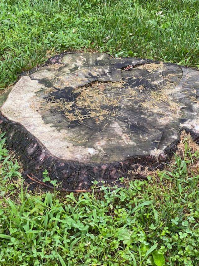 Solve Tree stump 2 jigsaw puzzle online with 20 pieces