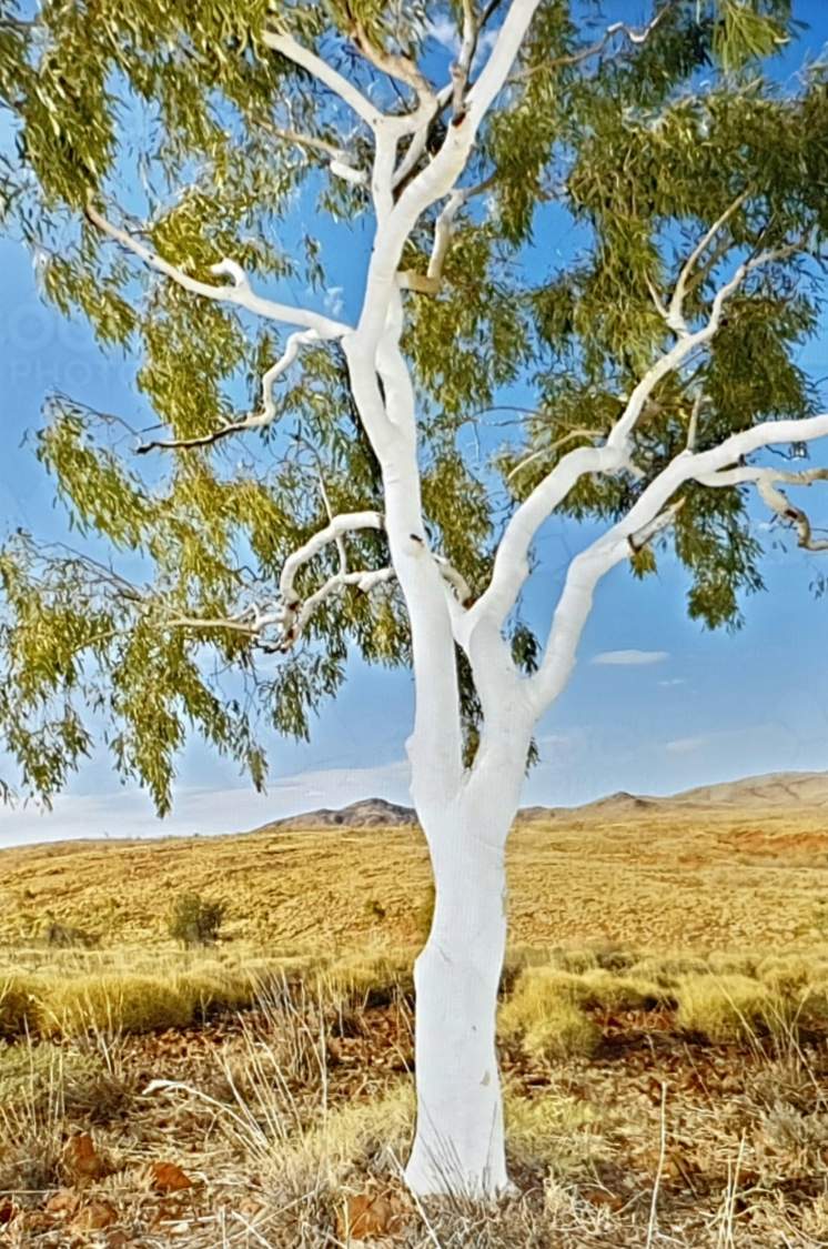 Solve GHOST GUM TREE IN THE OUTBACK OF AUSTRALIA jigsaw puzzle online ...