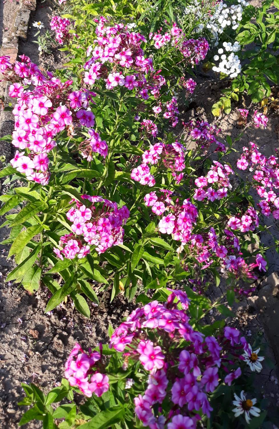 Solve Flox jigsaw puzzle online with 96 pieces