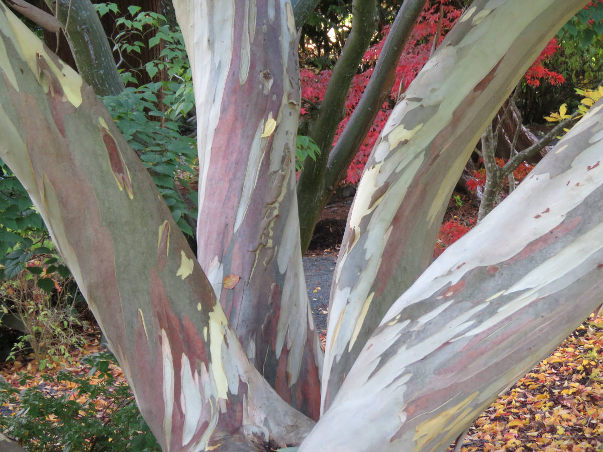 Solve Rainbow Gum Tree jigsaw puzzle online with 48 pieces