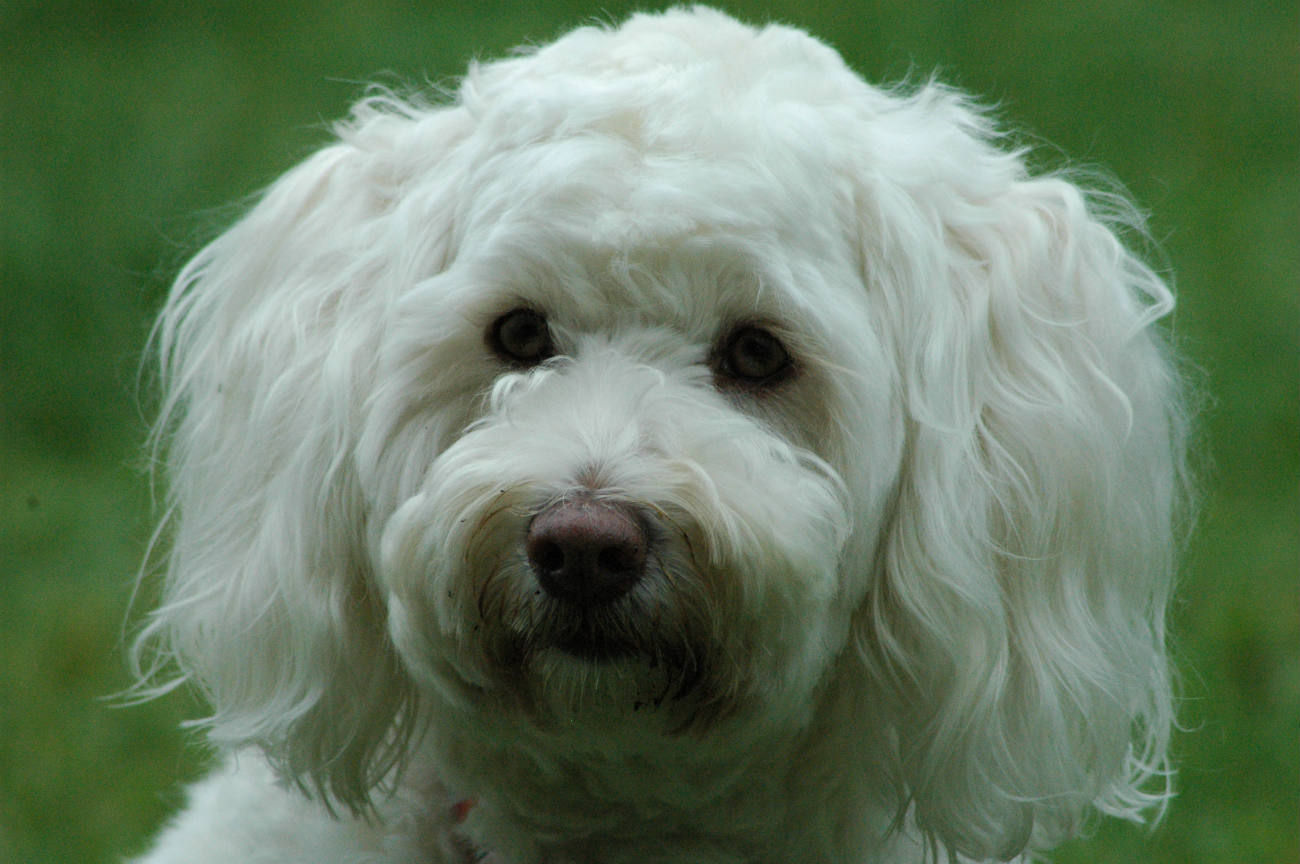 Solve Latte' my labradoodle jigsaw puzzle online with 117 pieces