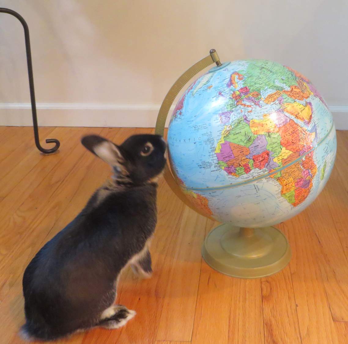 Solve Big World Little Bunny jigsaw puzzle online with 49 pieces