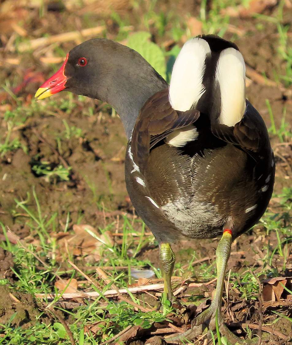 Solve backside of a moorhen (waterhoentje) jigsaw puzzle online with 56 ...