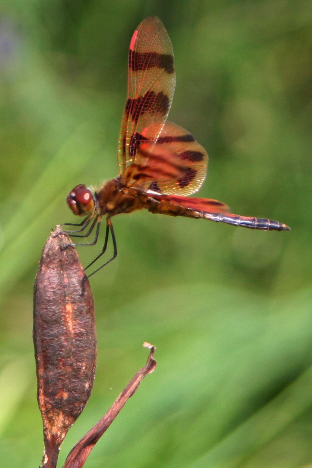 Solve Copper Colored Dragonfly Perched jigsaw puzzle online with 96 pieces