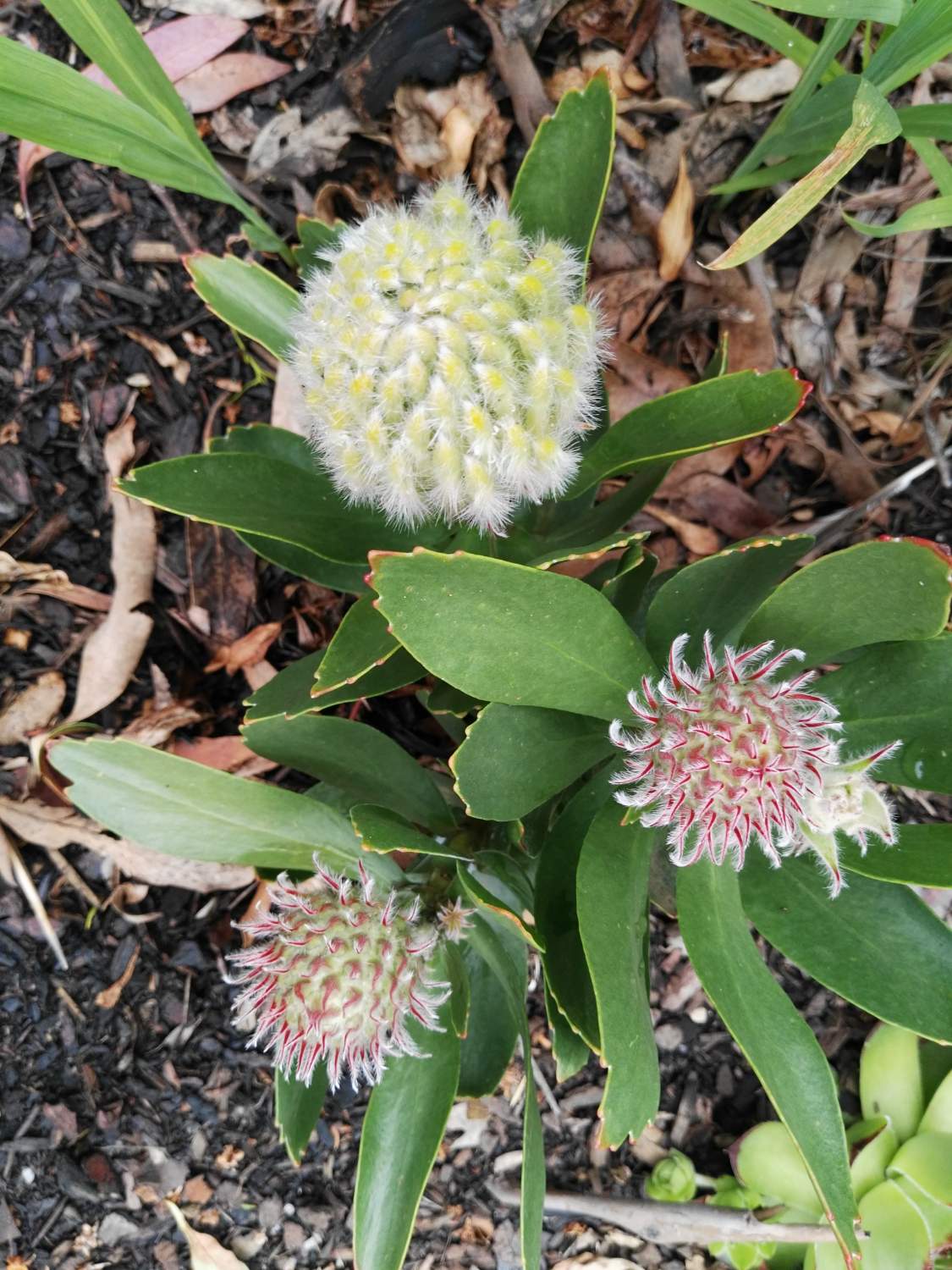 Solve My Garden - Protea jigsaw puzzle online with 130 pieces