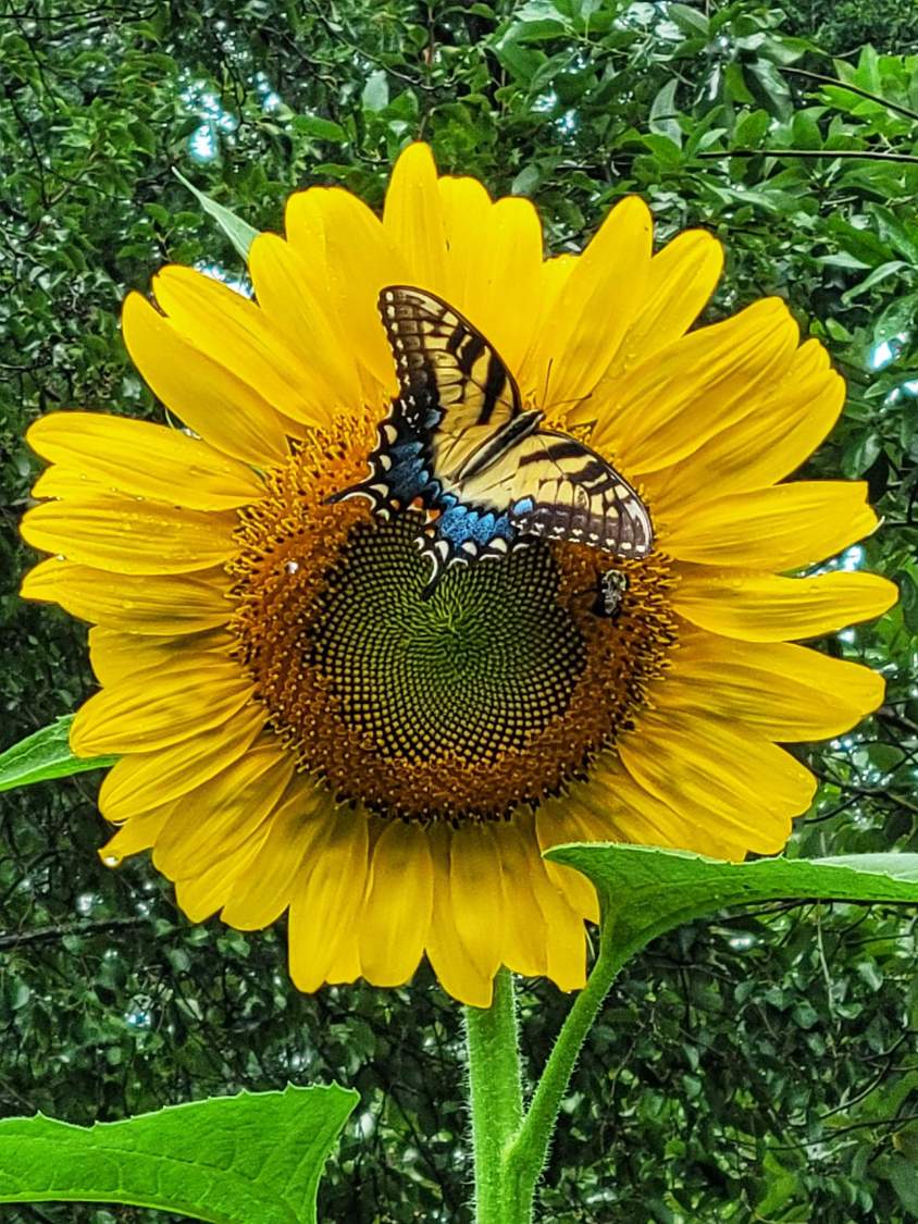 Solve Sunflower Jigsaw Puzzle Online With 48 Pieces solve-sunflower-jigsaw-puzzle-online-with-48-pieces