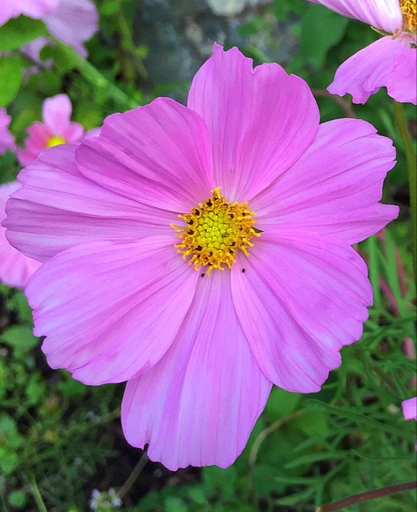 Solve Pink Cosmos brightening the day jigsaw puzzle online with 12 pieces