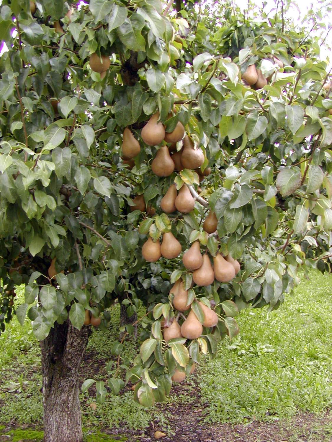 Solve Pear Tree, Hood River Valley jigsaw puzzle online with 154 pieces