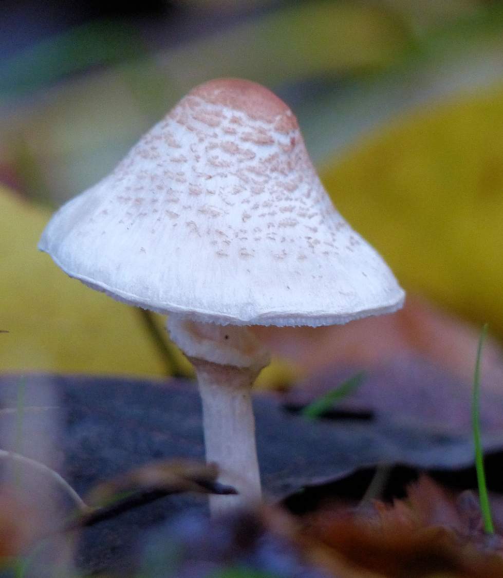 Solve stinking dapperling (stinkparasolzwam) jigsaw puzzle online with ...