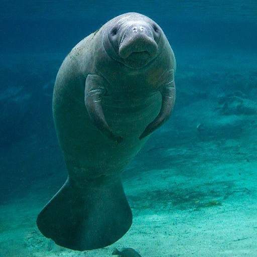Solve Manatee jigsaw puzzle online with 49 pieces