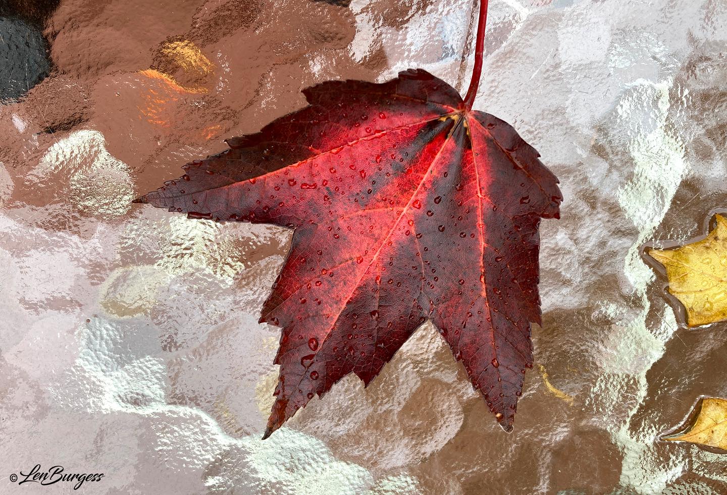 Solve Fall Red Leaf_2883 jigsaw puzzle online with 204 pieces