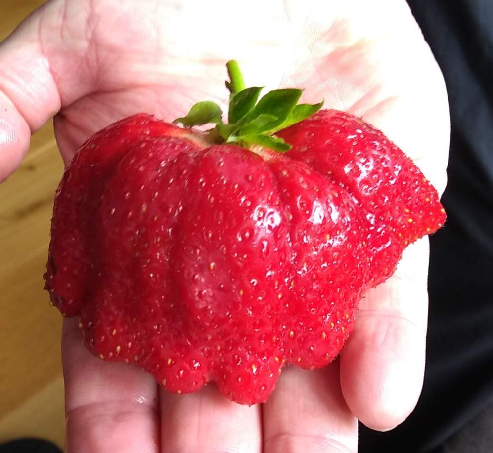 Solve Mutant strawberry? jigsaw puzzle online with 16 pieces