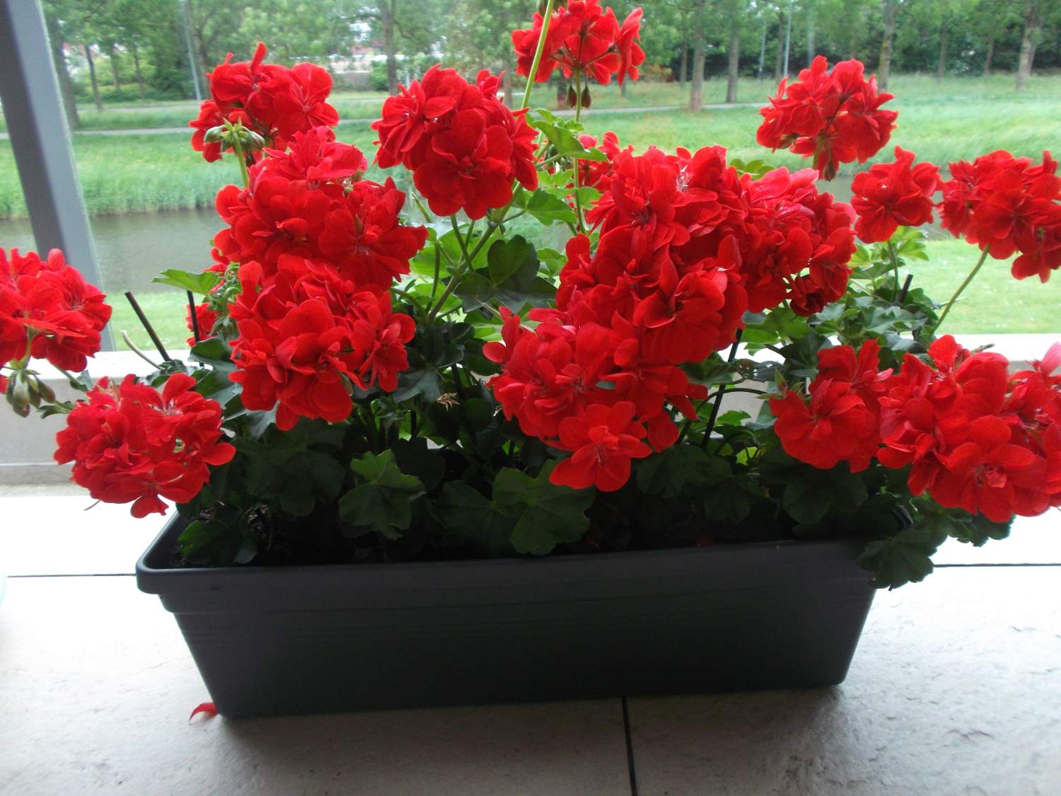 Solve rode geranium jigsaw puzzle online with 48 pieces