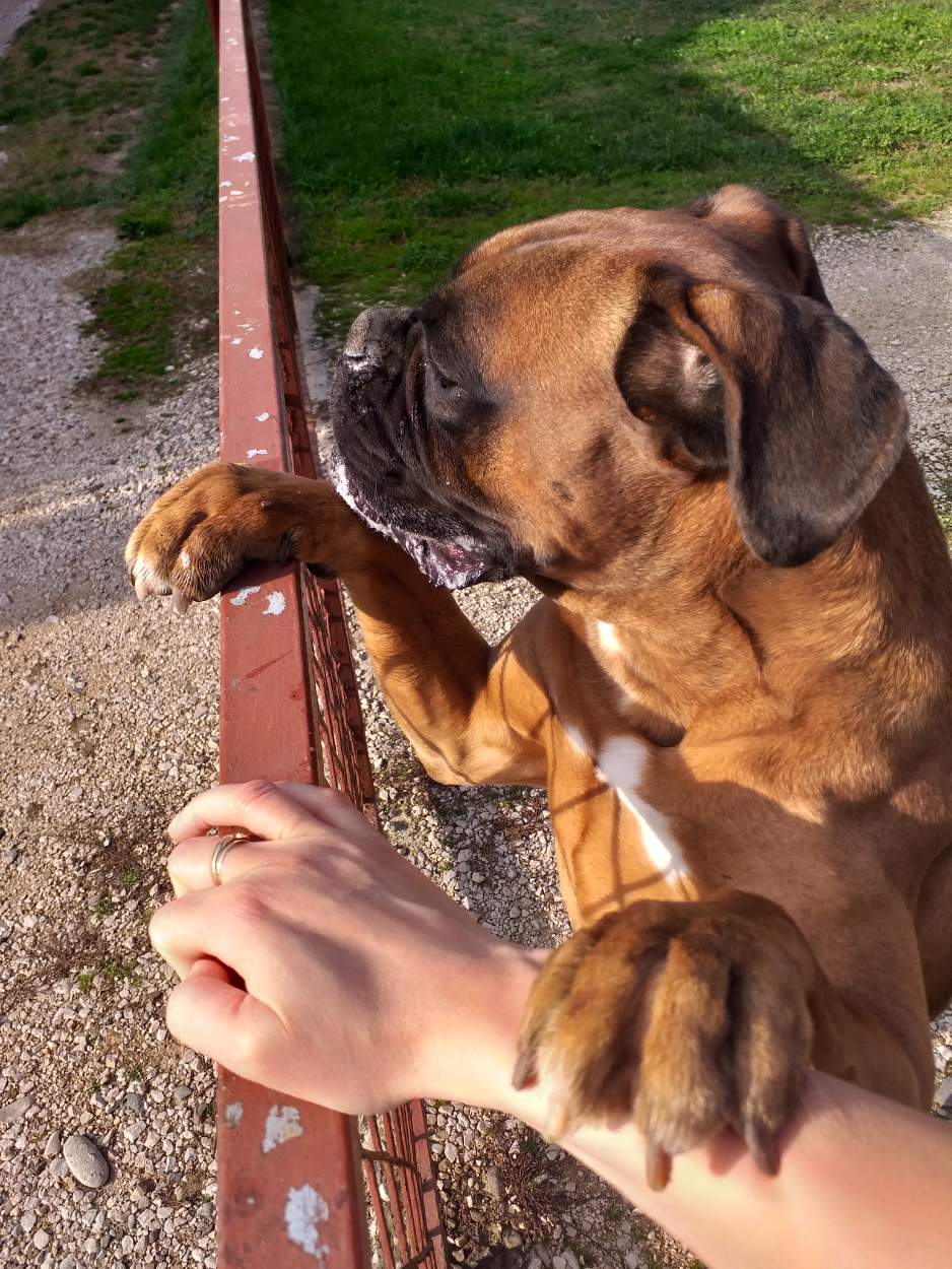 Solve Buddy jigsaw puzzle online with 70 pieces