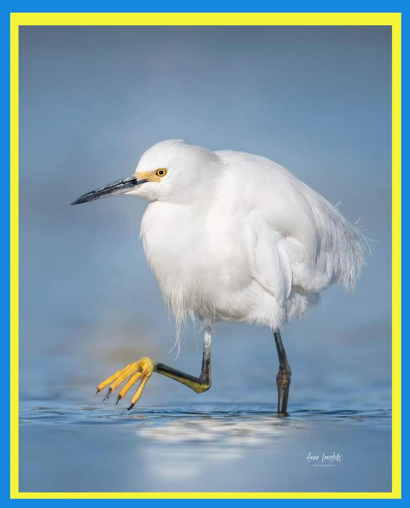 Solve Snowy Egret jigsaw puzzle online with 63 pieces