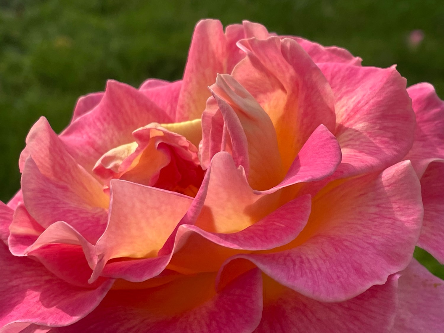 Solve Roses jigsaw puzzle online with 70 pieces