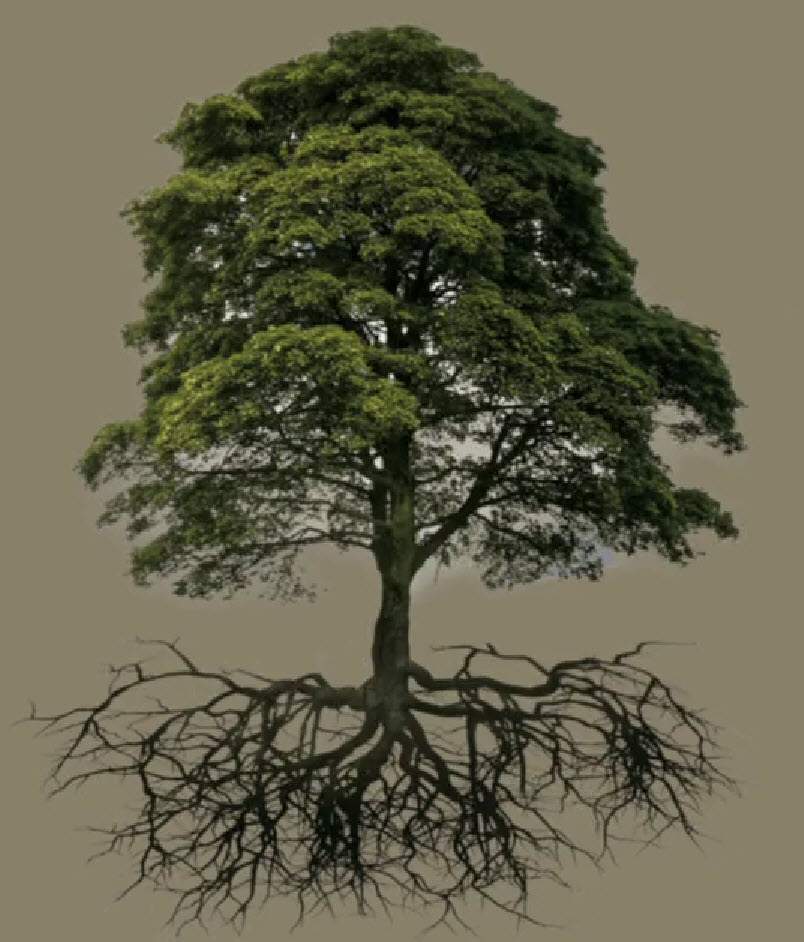 Solve tree and roots jigsaw puzzle online with 72 pieces