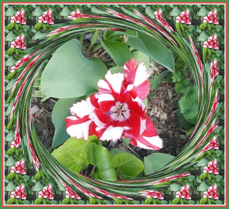 Solve Tulipán / Tulip jigsaw puzzle online with 9 pieces