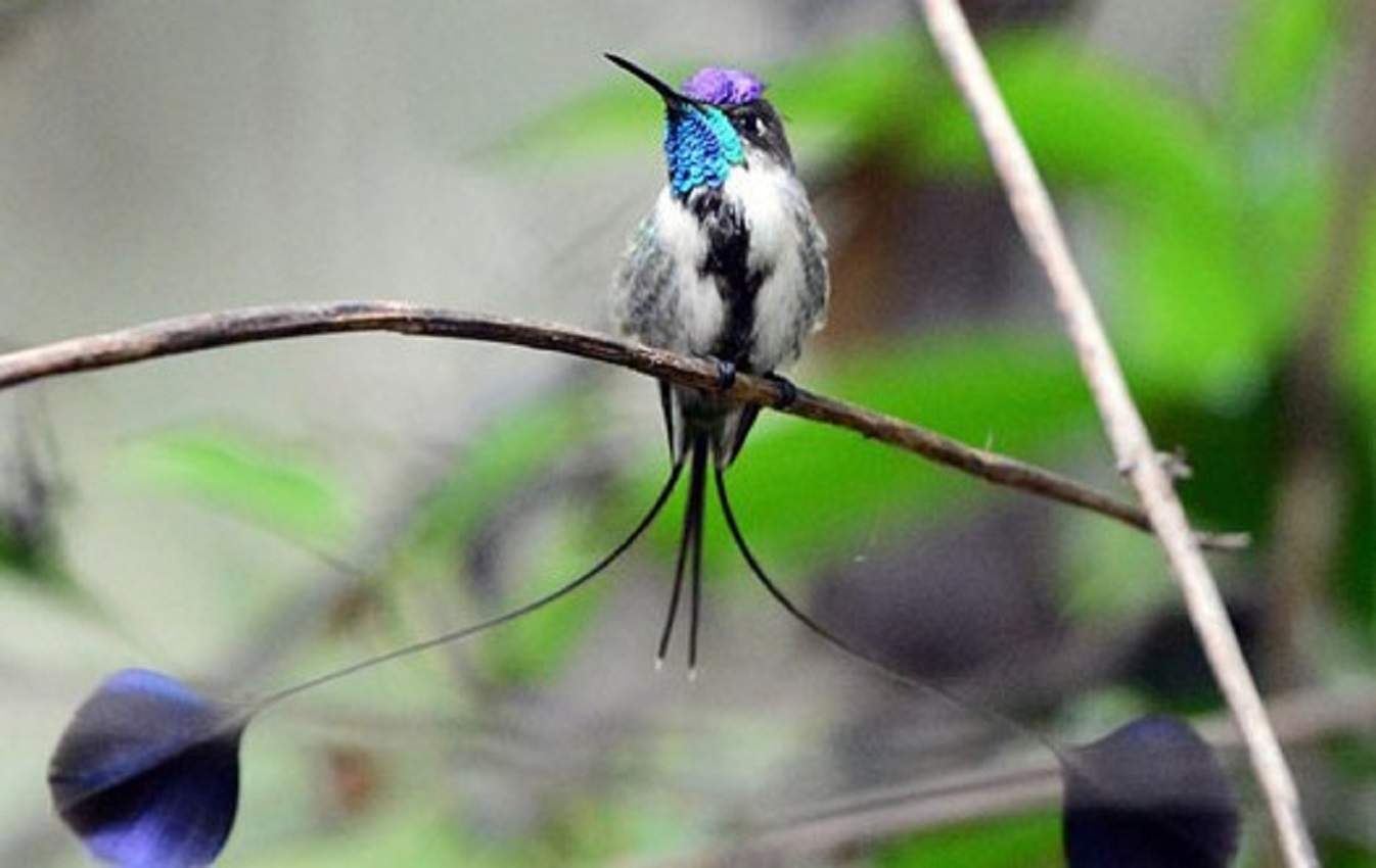 Solve Marvelous Spatuletail Hummingbird====6 jigsaw puzzle online with ...