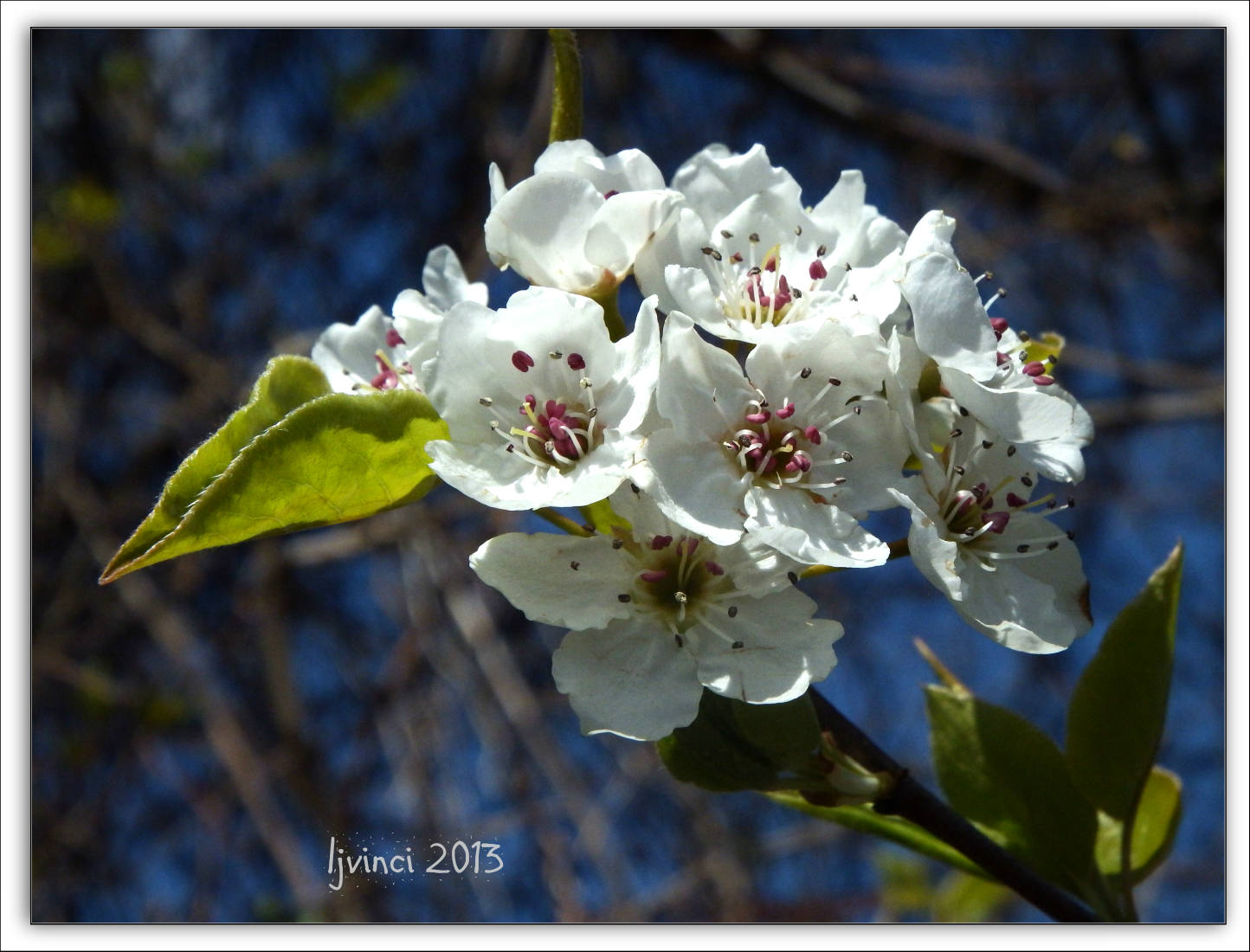 Solve Can Words Describe The Fragrance Of The Very Breath Of Spring solve-can-words-describe-the-fragrance-of-the-very-breath-of-spring