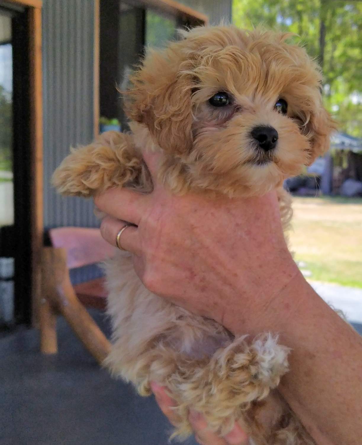 Solve Fluffy jigsaw puzzle online with 120 pieces