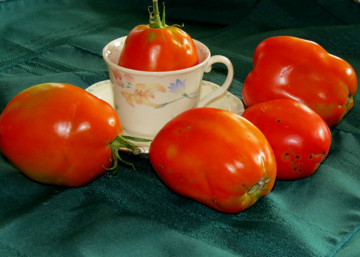 Solve Giant Roma - Heritage Tomato jigsaw puzzle online with 108 pieces