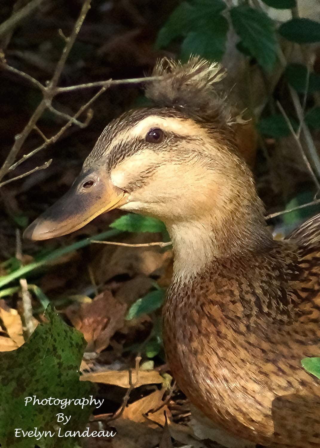 Solve Rouen Hen-Mobile Alabama jigsaw puzzle online with 450 pieces