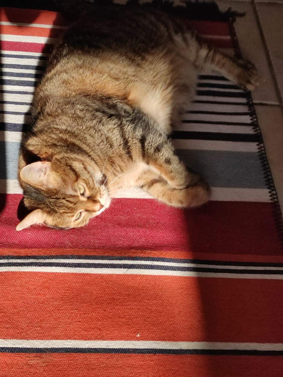 Solve BALKIZ GÜNEŞLENİYOR jigsaw puzzle online with 70 pieces