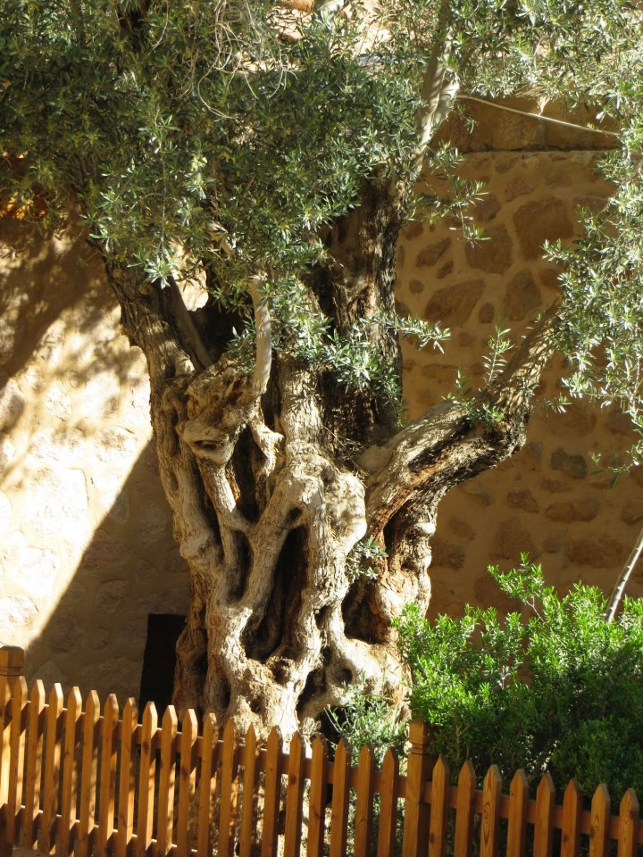 Solve a strange tree. jigsaw puzzle online with 88 pieces