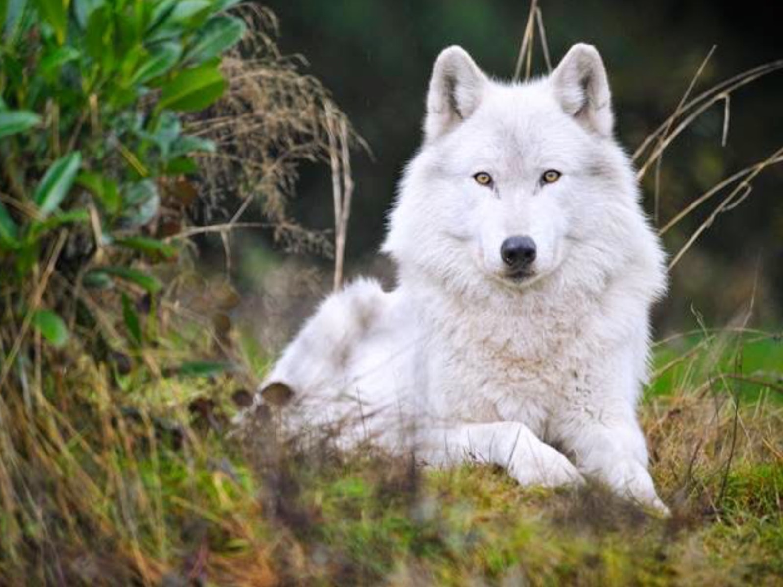 Solve white wolf jigsaw puzzle online with 300 pieces