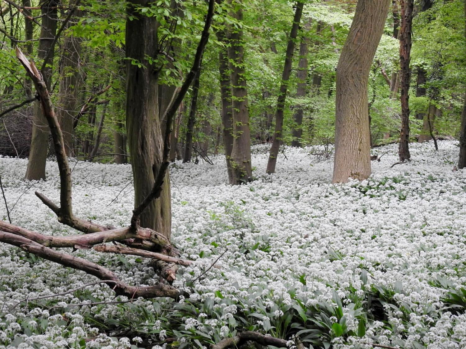 Solve Series - Trees jigsaw puzzle online with 108 pieces
