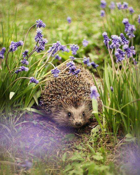 Solve Ježek jigsaw puzzle online with 48 pieces