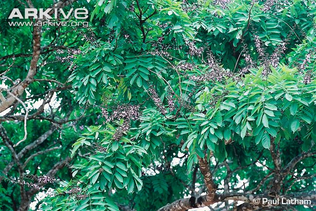 solve-no-2-wenge-tree-millettia-laurentii-flowers-and-leaves-jigsaw