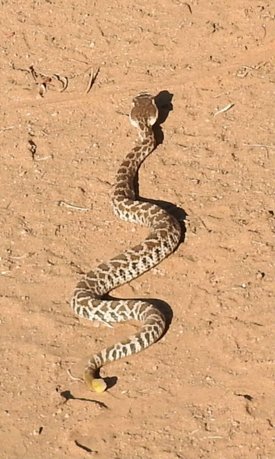 Solve Young Southern Pacific Rattlesnake jigsaw puzzle online with 40 ...