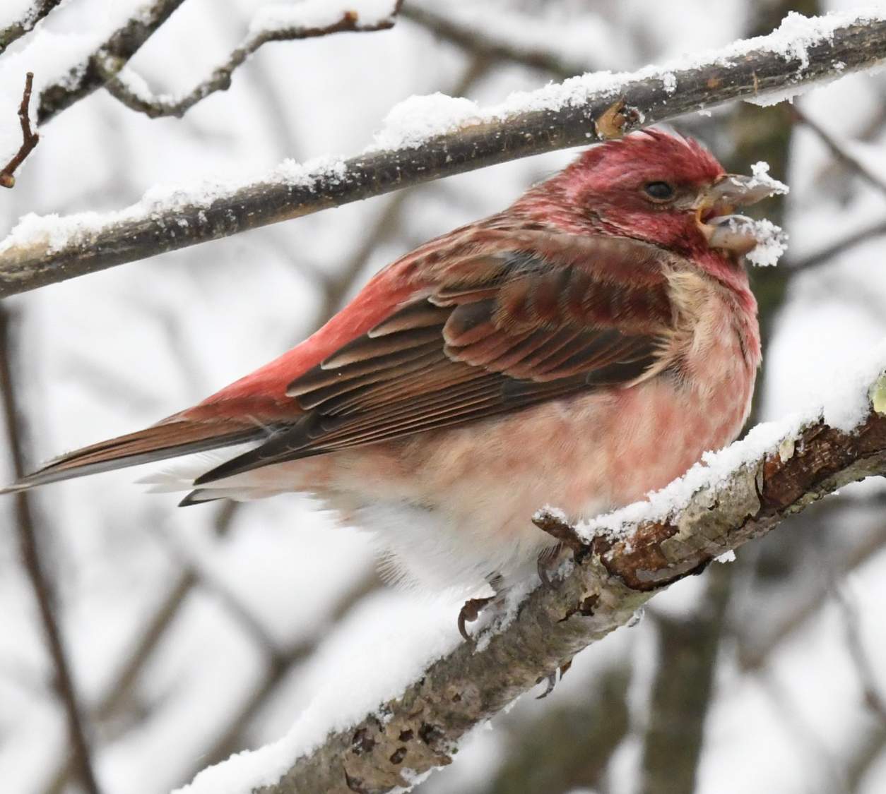 Solve Pretty Bird in Central Park jigsaw puzzle online with 42 pieces