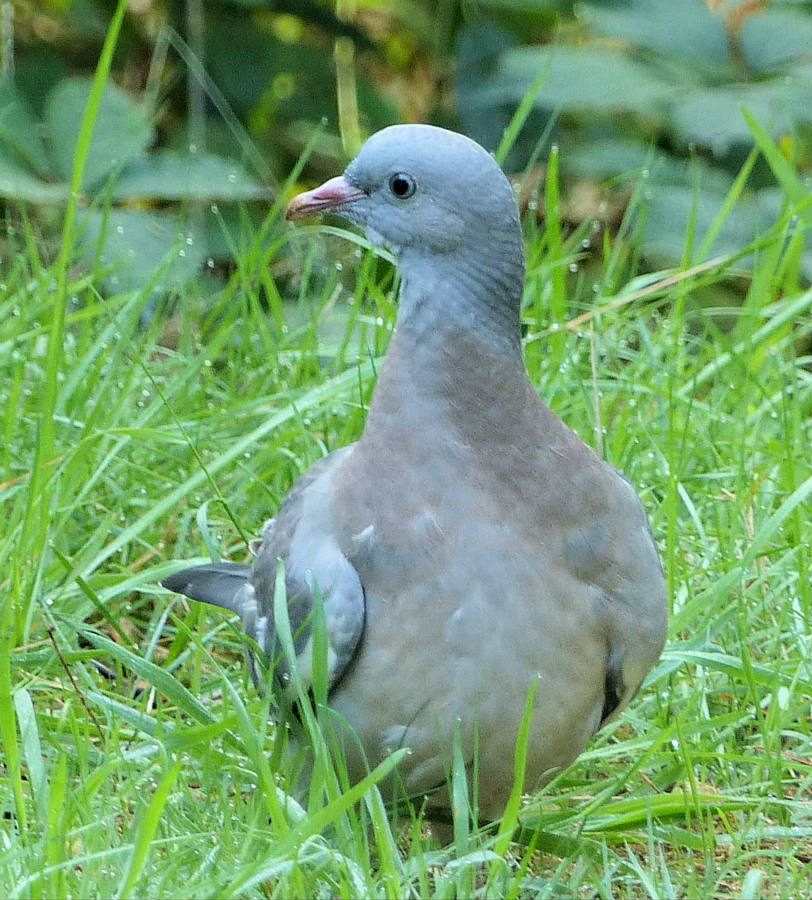 Solve stock dove amongst bedewed grass blades (holenduif in bedauwd ...