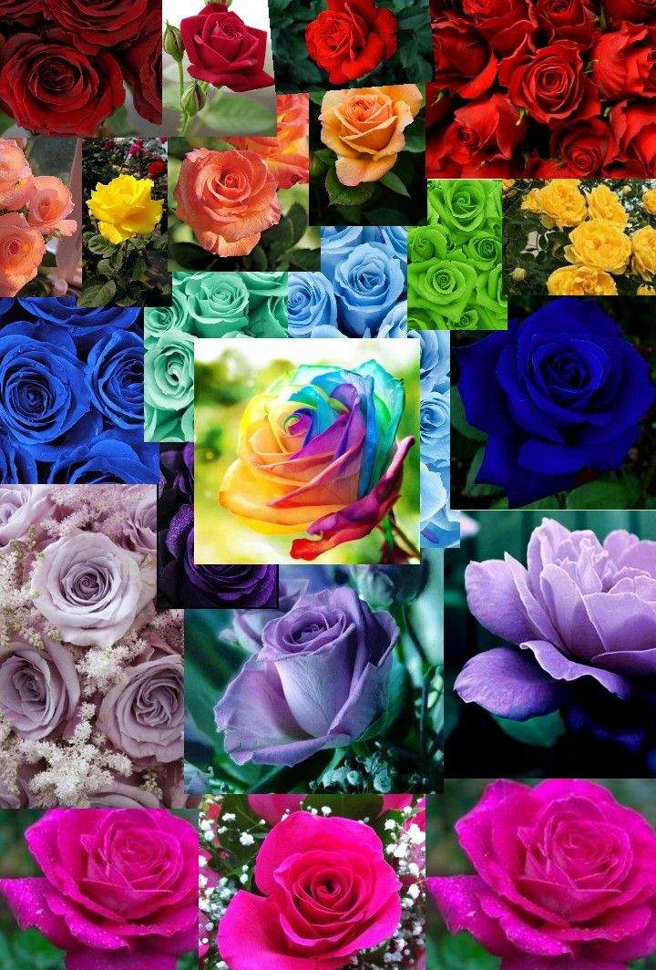 Solve COMING UP ROSES jigsaw puzzle online with 77 pieces