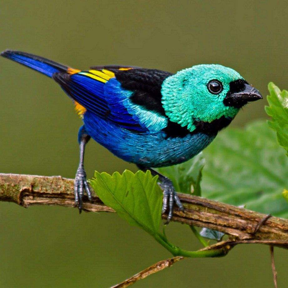 Solve 4 ~ Seven Colored Tanager ~ Zevenkleurige Tangare (Tangara ...