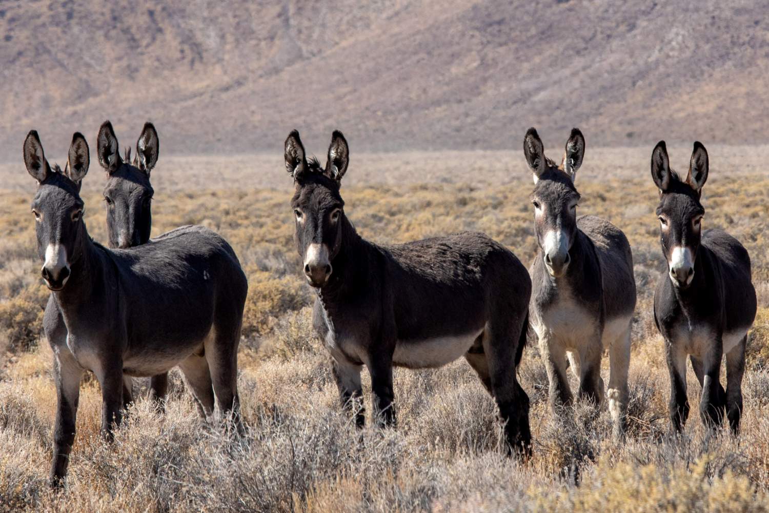 Solve Five Burros jigsaw puzzle online with 96 pieces