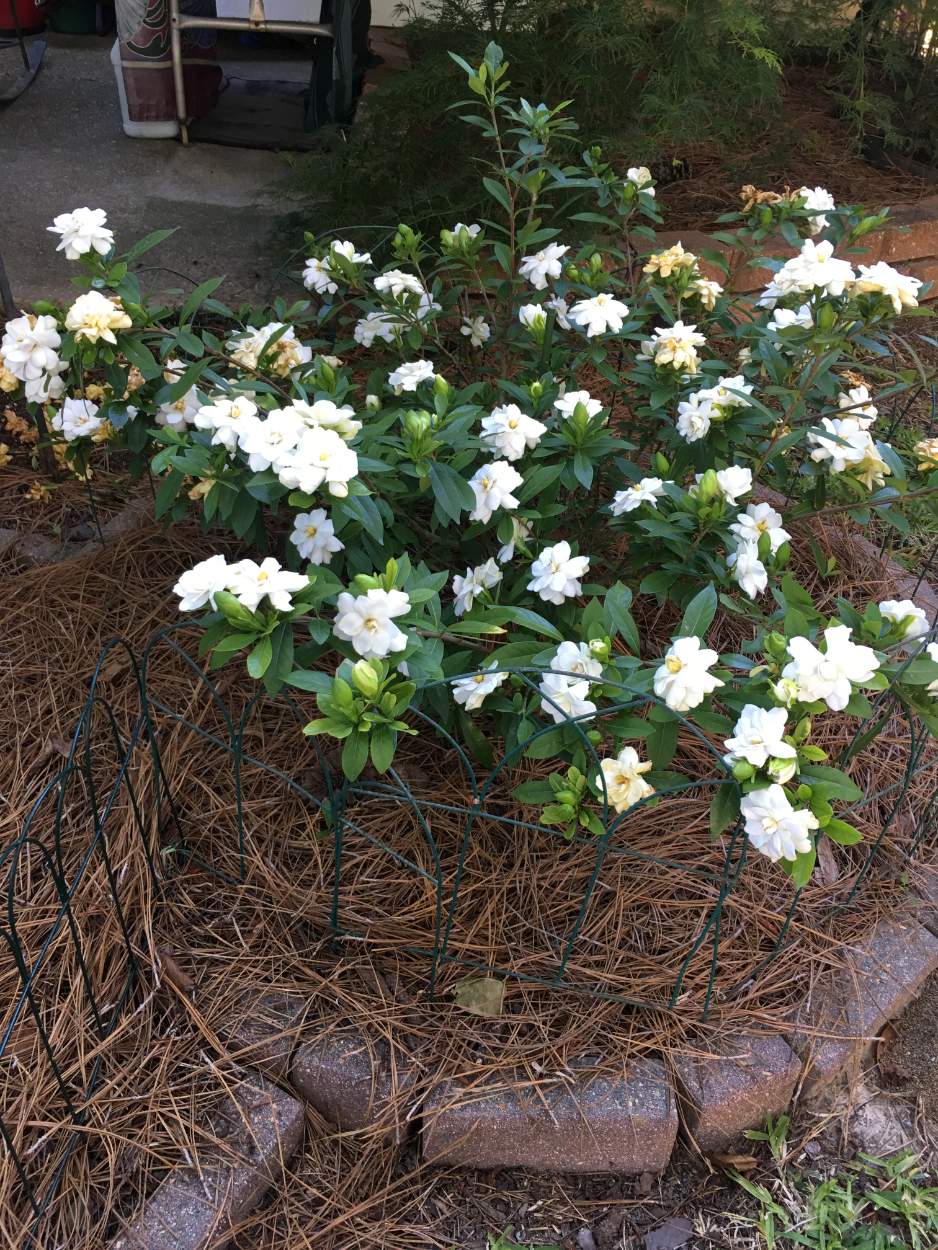 Solve Dwarf Gardenia jigsaw puzzle online with 80 pieces