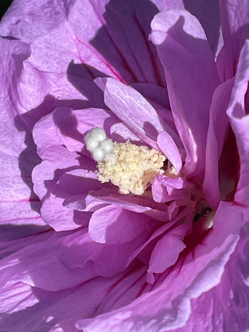 Solve Purple jigsaw puzzle online with 63 pieces