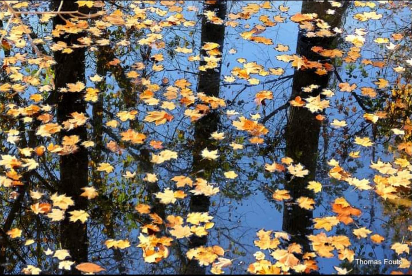 Solve Reflection jigsaw puzzle online with 96 pieces