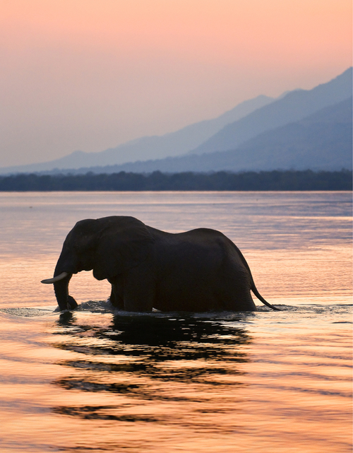 Solve Majestic Elephant jigsaw puzzle online with 30 pieces