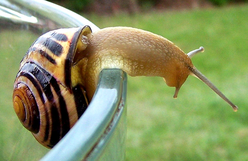 Solve Snail jigsaw puzzle online with 117 pieces