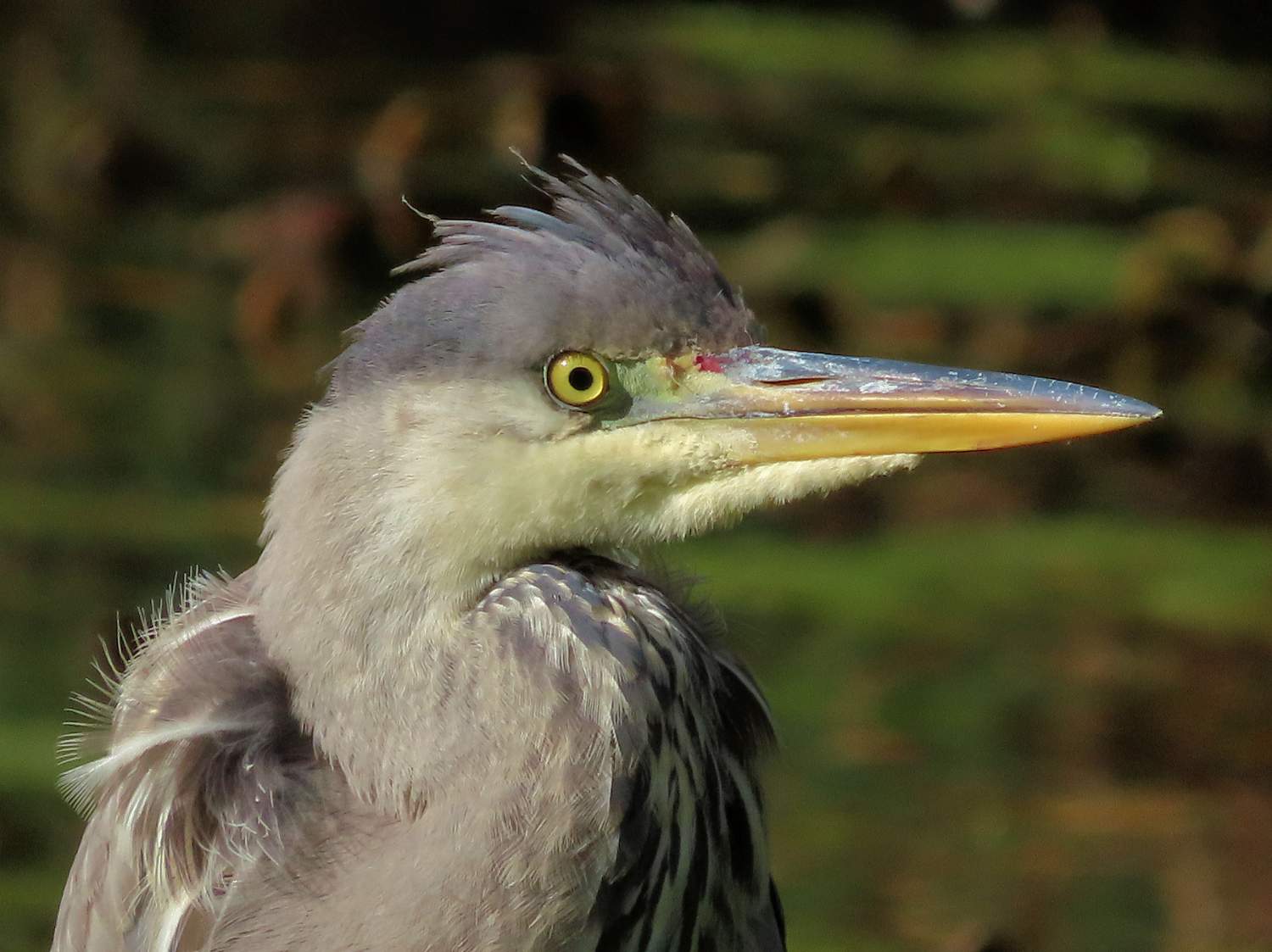 Solve portrait of a young great blue heron (jonge blauwe reiger) jigsaw ...