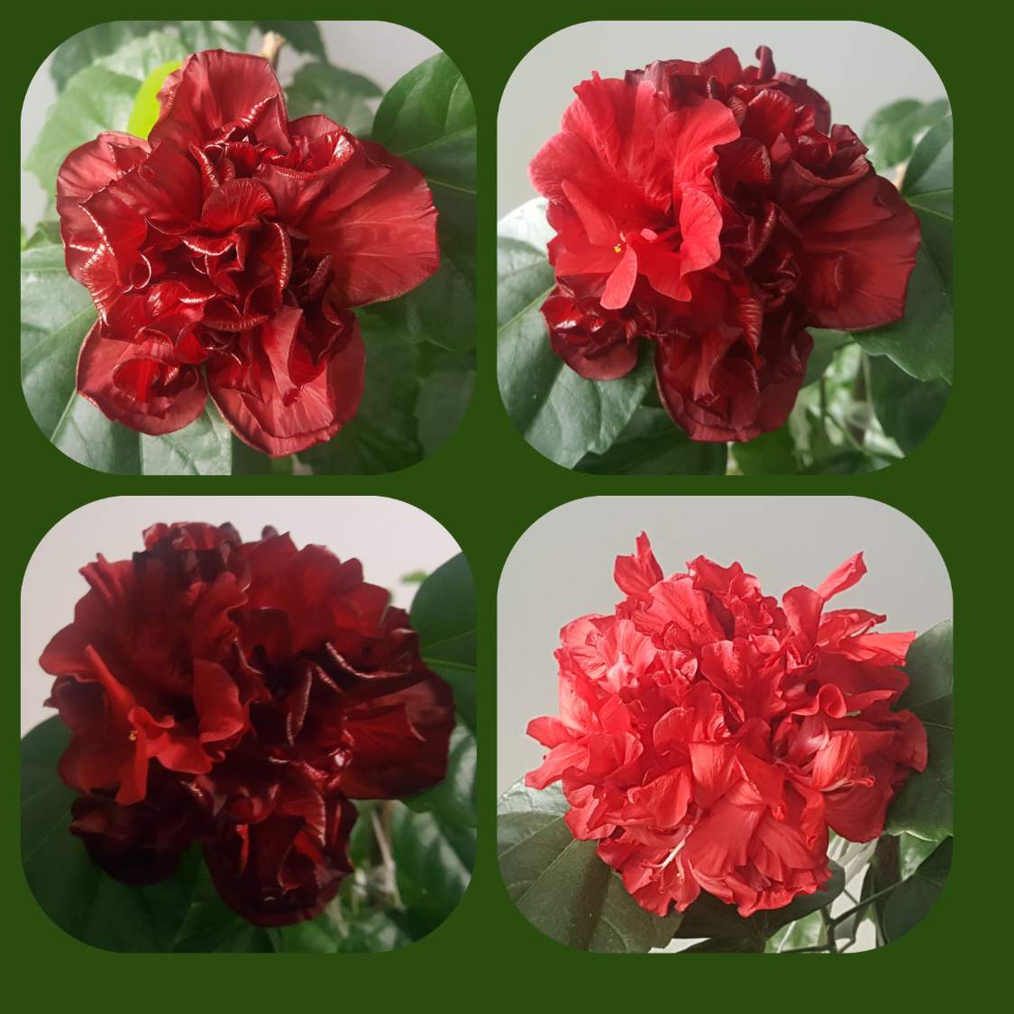 Jigsaw Puzzle | Fáze květu ibišku 15. - 19.11.2022 / Hibiscus flower ...