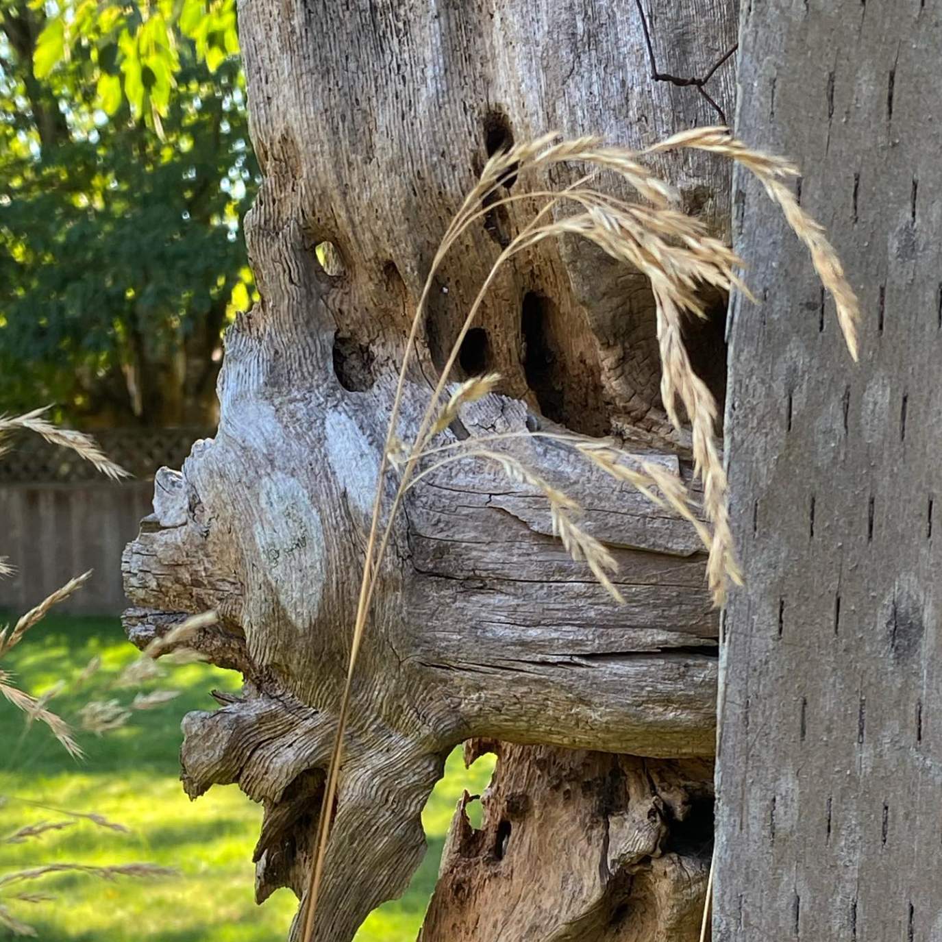 Solve Trees in 3 Forms August 11 Will Dirks jigsaw puzzle online with ...